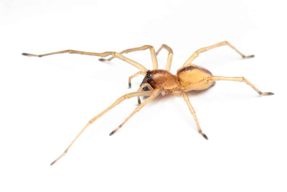 What to Know About Resident Spiders in Colorado - GoColorado
