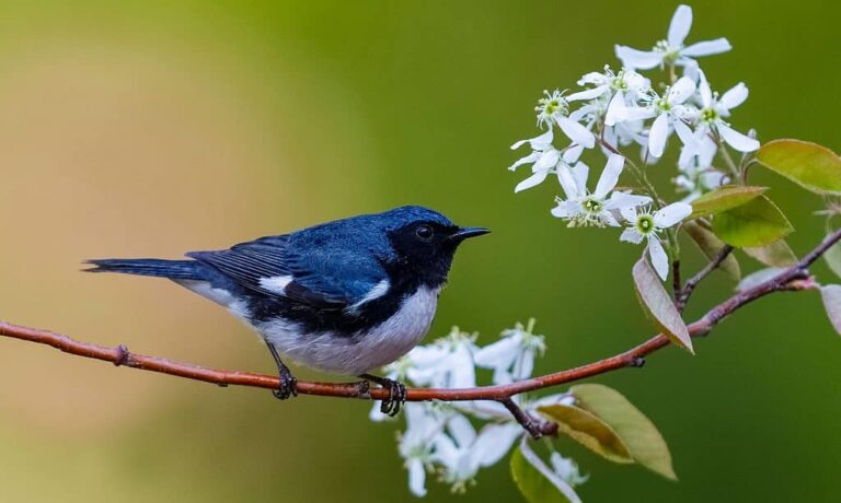 A Symphony of Feathers: Exploring the Birds of Colorado - GoColorado